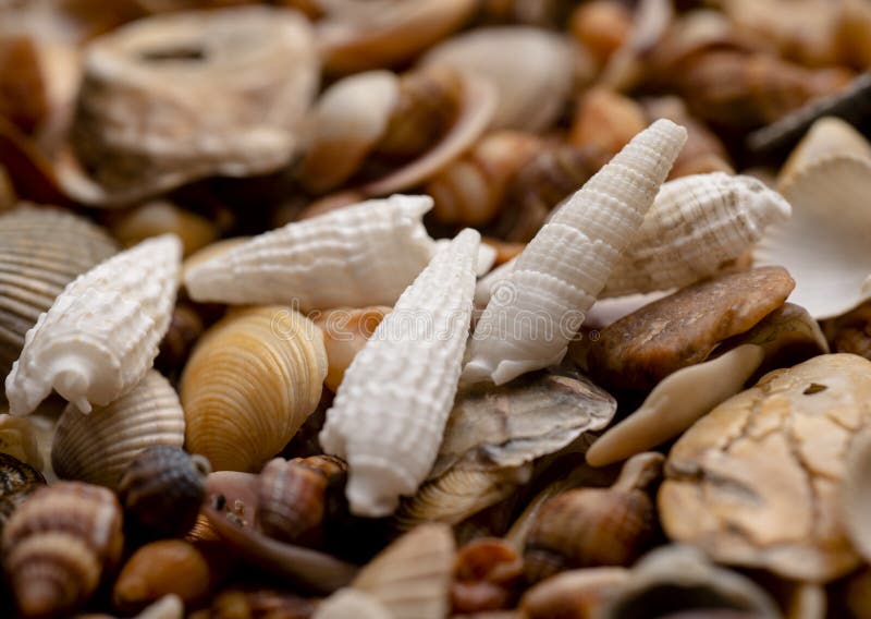 Sea Shells Pattern. Seashells for Wallpaper. Colorful Shells Texture ...