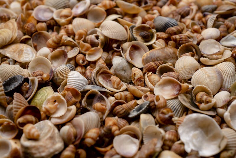 Sea Shells Pattern. Seashells for Wallpaper. Colorful Shells Texture ...