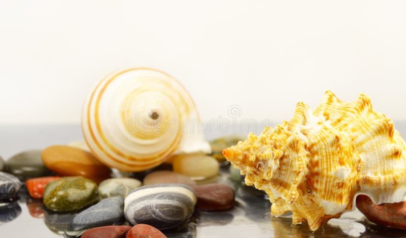 Sea shells and pebbles stock image. Image of ornamental - 54061321