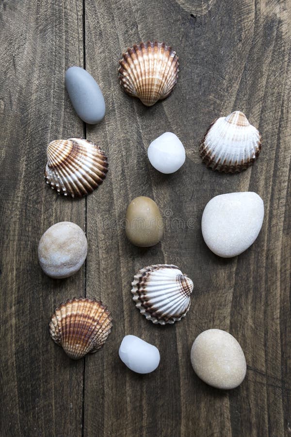 Sea Shells and Pebbles on an Old Wooden Plank Stock Photo - Image of ...