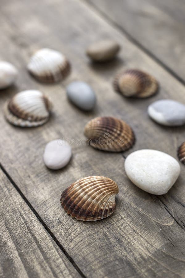 Sea Shells and Pebbles on an Old Wooden Plank Stock Photo - Image of ...