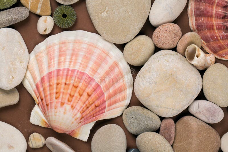 Sea shells and pebbles stock photo. Image of pebbles - 68750996