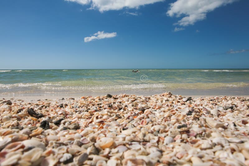 291 Clam Pass Beach Stock Photos - Free & Royalty-Free Stock Photos ...