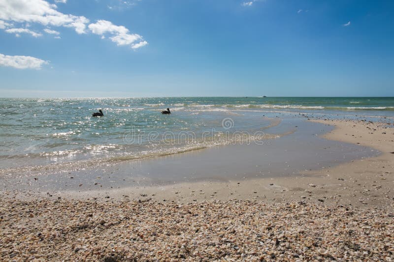 Sea Shells and Pelicans on Sandy Pass Beach, Naples, Florida, USA Stock ...