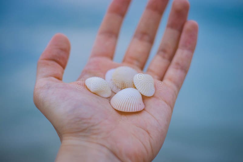 Sea Shells In Person's Hand Picture. Image: 112301543