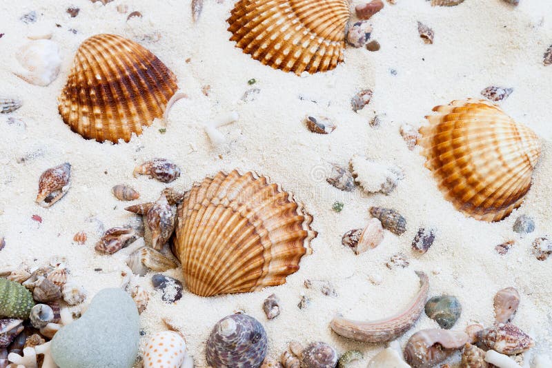 Sea Shells stock image. Image of shellfish, urchin, sand - 40779485