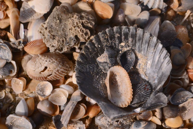 Sea Shells and Piece of Coral Stock Photo - Image of seaside, mollusk ...