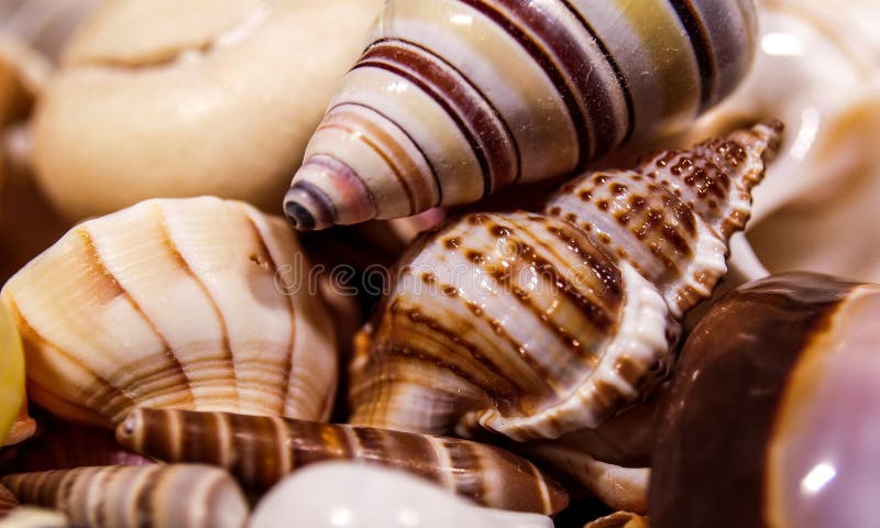 Sea Shells in a Pile stock image. Image of seashore - 138060569