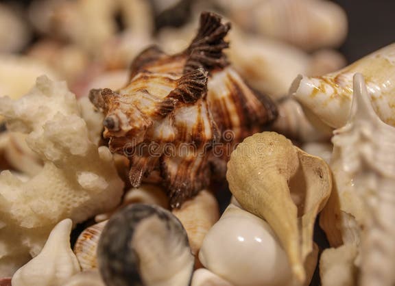 Sea Shells in a Pile stock photo. Image of animal, coquina - 138060572