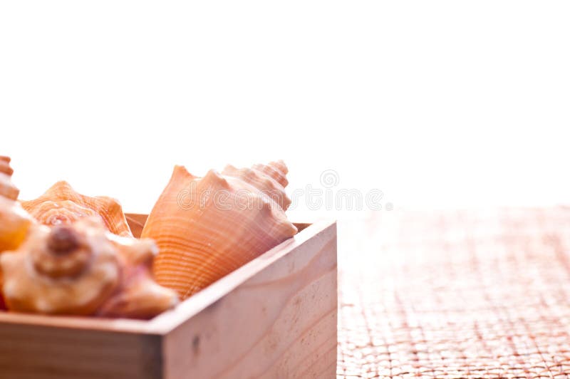 Sea Shells in a Pine Wood Box Stock Image - Image of display, beach ...