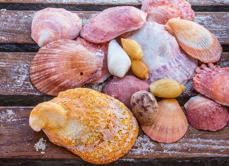 Sea Shells Pink on the Beach, UAE, Abu Dhabi Stock Photo - Image of ...