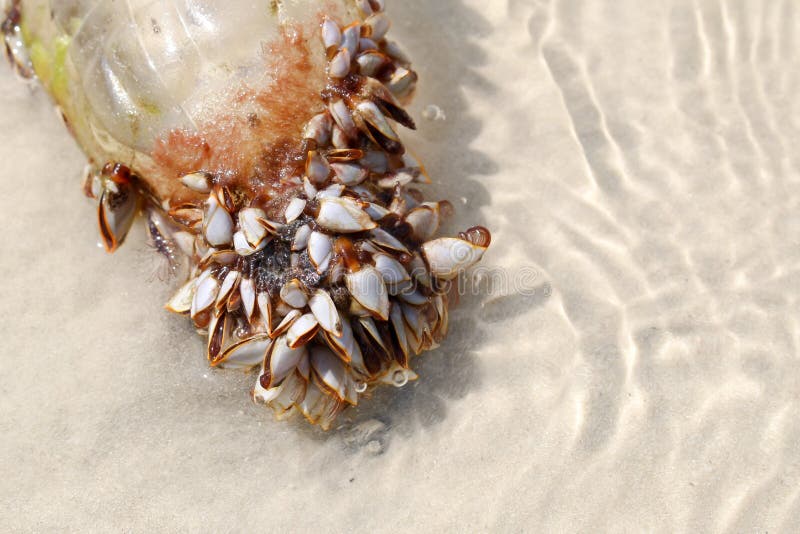 Sea Shells with Plastic Bottle Stock Image - Image of glass, coast ...
