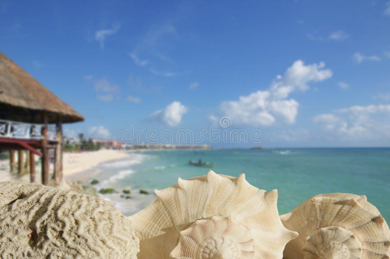 Sea Shells in Playa Del Carmen Quintana Roo Stock Image - Image of ...