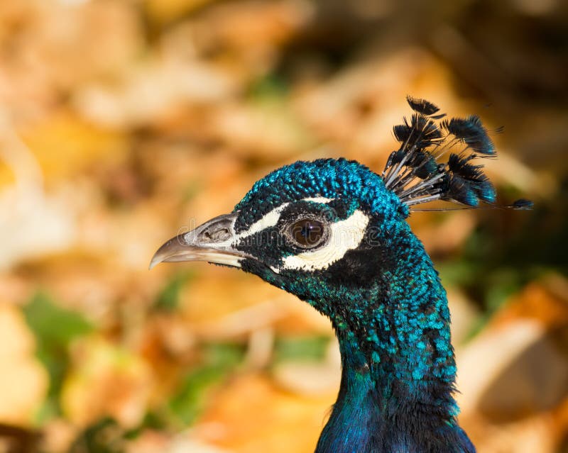 Sea shells stock image. Image of horizontal, green, tail - 34985137