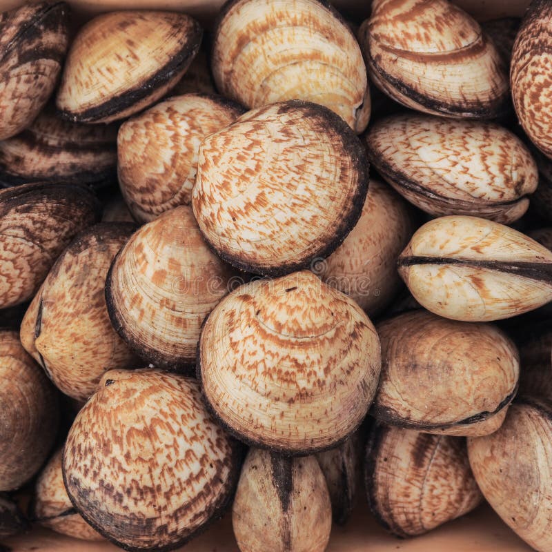 Sea shells stock photo. Image of shells, conchology, scallop - 59993184