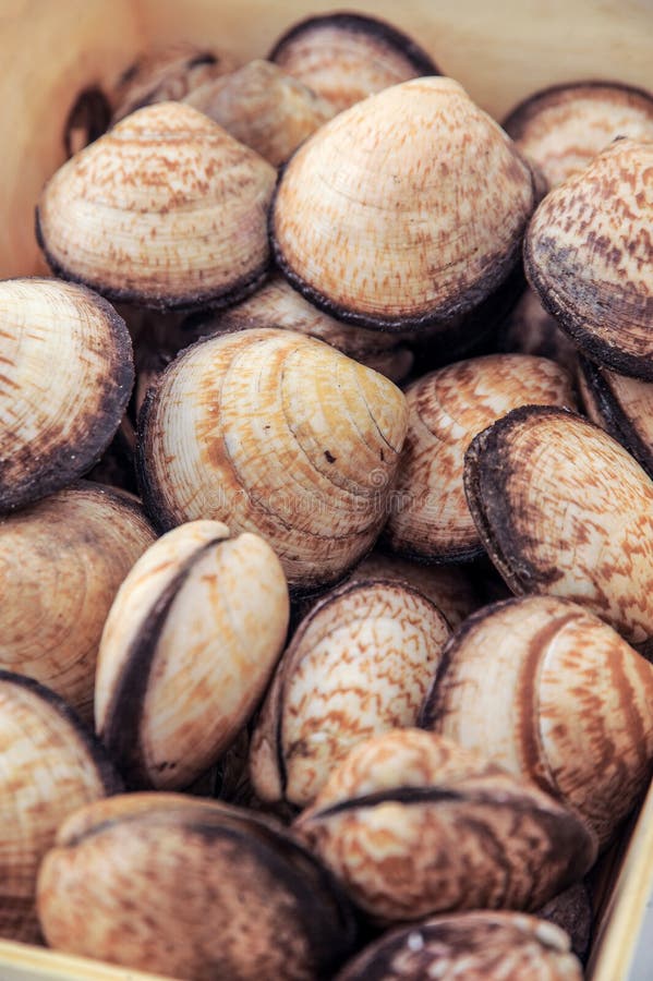 Sea shells stock photo. Image of chamelea, shells, seafood - 59993224