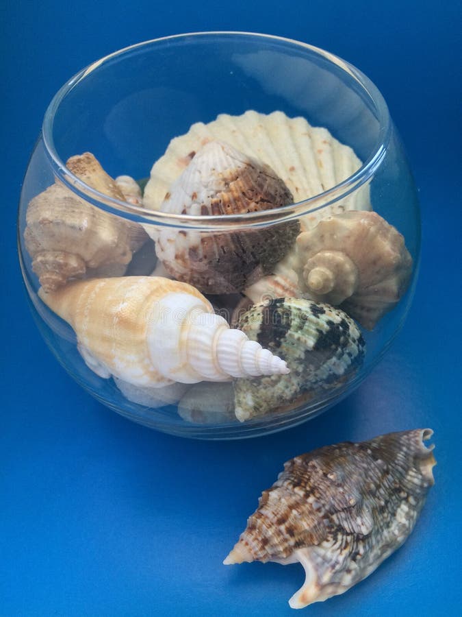 Sea Shells stock photo. Image of ocean, travel, shells - 89650268