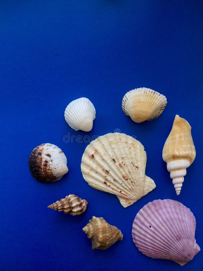 Sea Shells stock photo. Image of conch, veneroida, shells - 89650304