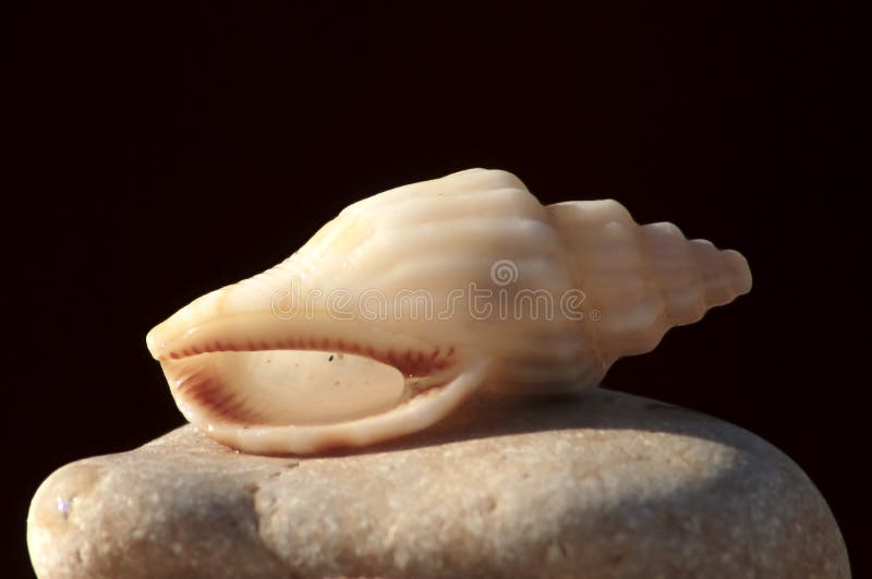 Mollusks of the Red Sea stock image. Image of brown, assortment - 12638937
