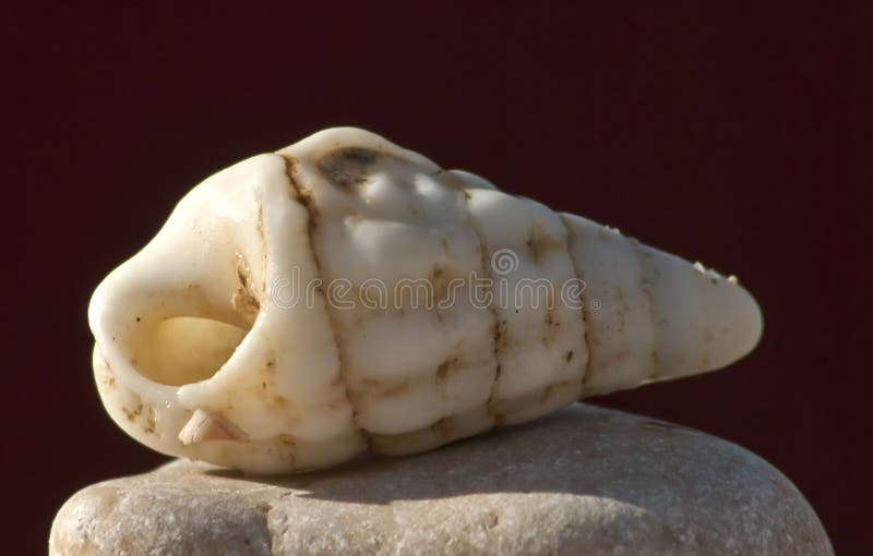 Sea shells of the Red Sea stock photo. Image of isolated - 12639752