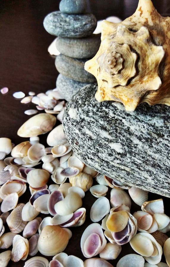 Sea Shells and River Stones Stock Photo - Image of stones, shells: 89884692