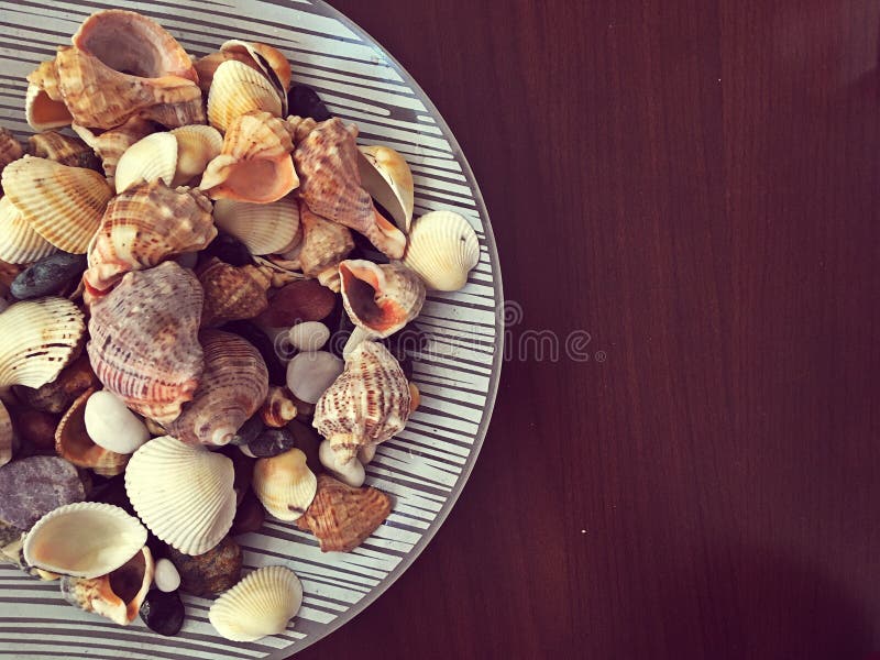 Sea shells and rocks stock photo. Image of colors, good - 110369780