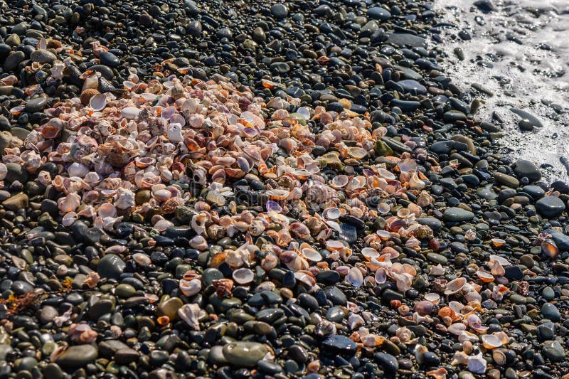 Sea Shells and Rocks on the Beach Stock Photo - Image of horizontal ...