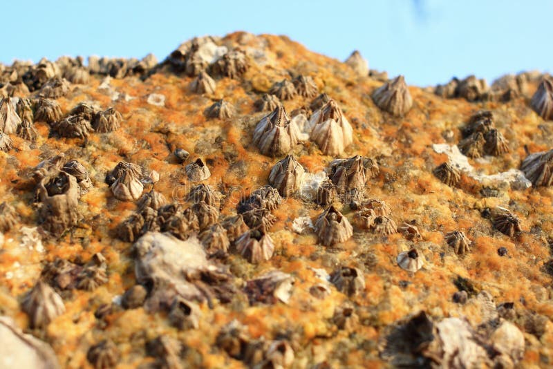 The Sea Shells on the Rocks Stock Image - Image of shot, detail: 94779073