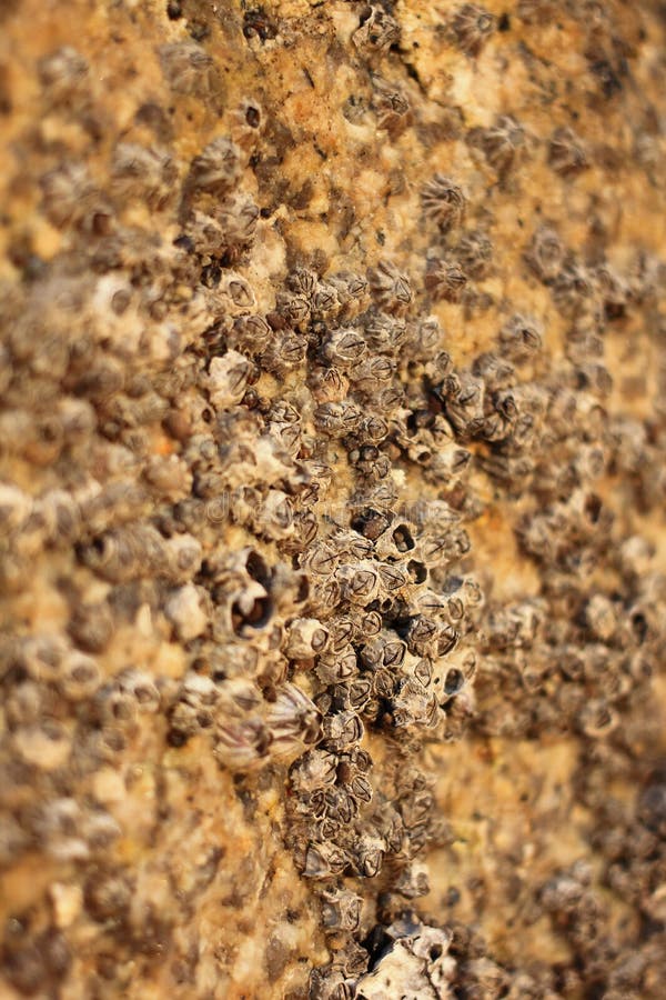 The Sea Shells on the Rocks Stock Photo - Image of shell, shells: 94779184