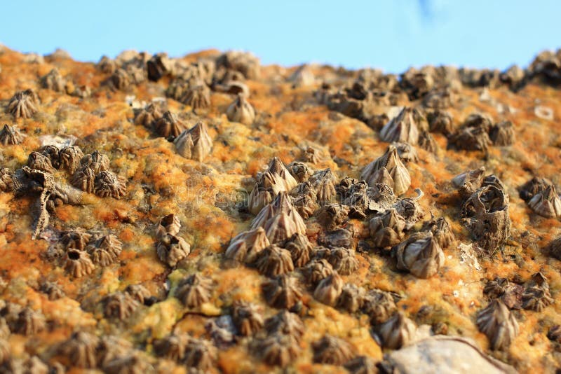 The Sea Shells on the Rocks Stock Image - Image of nature, rocks: 94779359