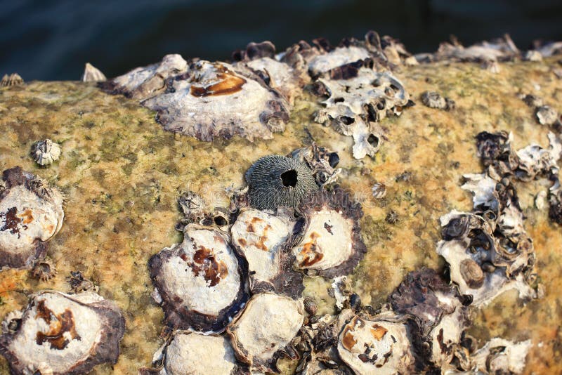 The Sea Shells on the Rocks Stock Photo - Image of shell, rock: 94786260