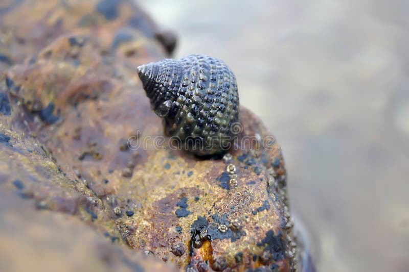 Sea Shells on the Rocks by the Sea Stock Photo - Image of beach, beauty ...