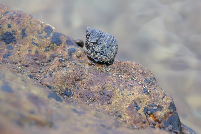 Sea Shells On The Rocks By The Sea Stock Image - Image of coastline ...