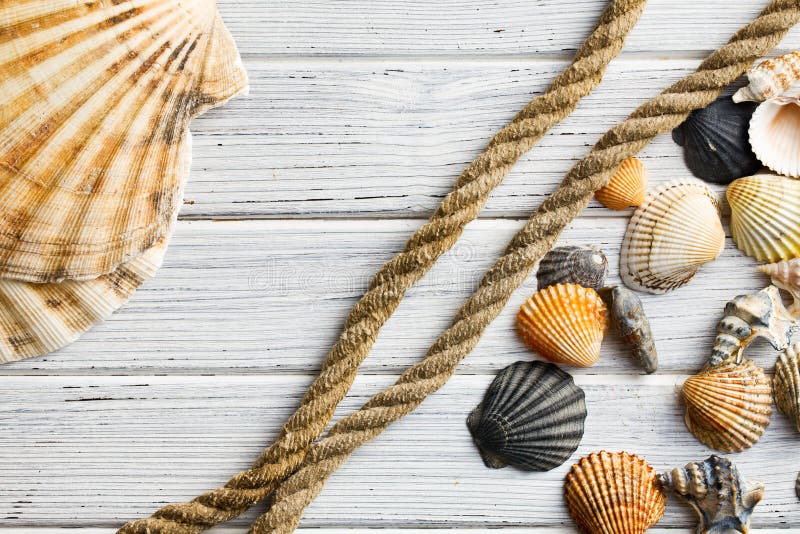 Sea shells and rope stock image. Image of water, pattern - 32292299