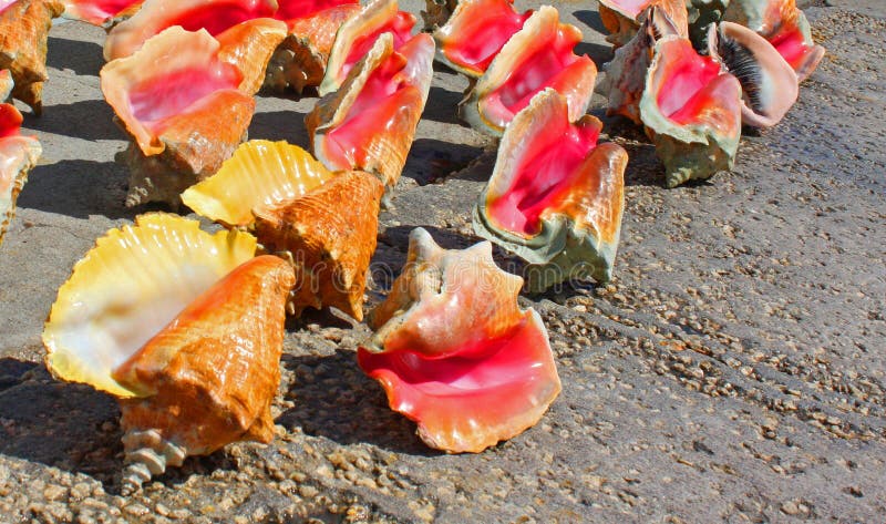Sea shells stock photo. Image of bahamas, marine, colorful - 50908176