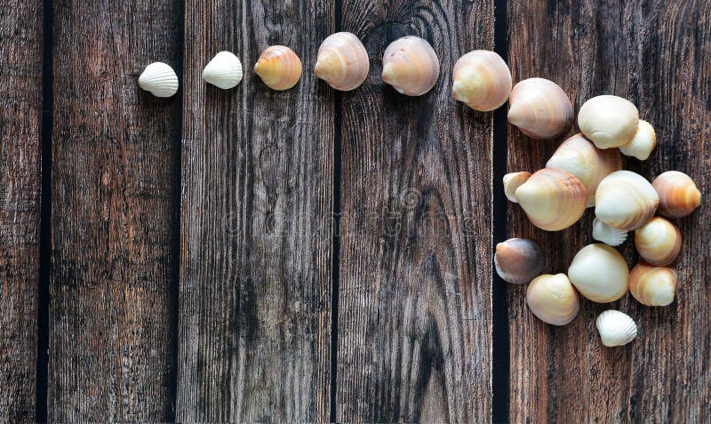 Sea Shells on Rustic Wooden Table Photo Stock Image - Image of finding ...
