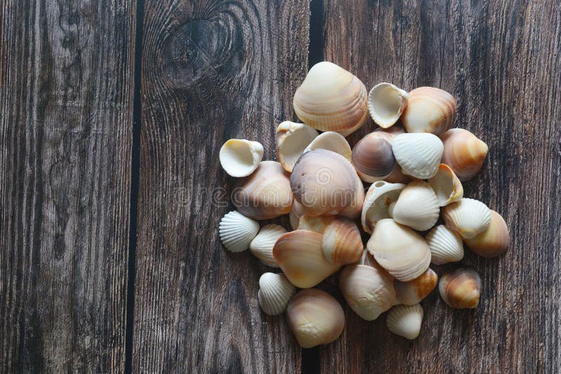 Sea Shells on Rustic Wooden Table Top Stock Photo - Image of backdrop ...