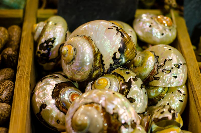 Sea shells for sale stock image. Image of decorative - 142373885