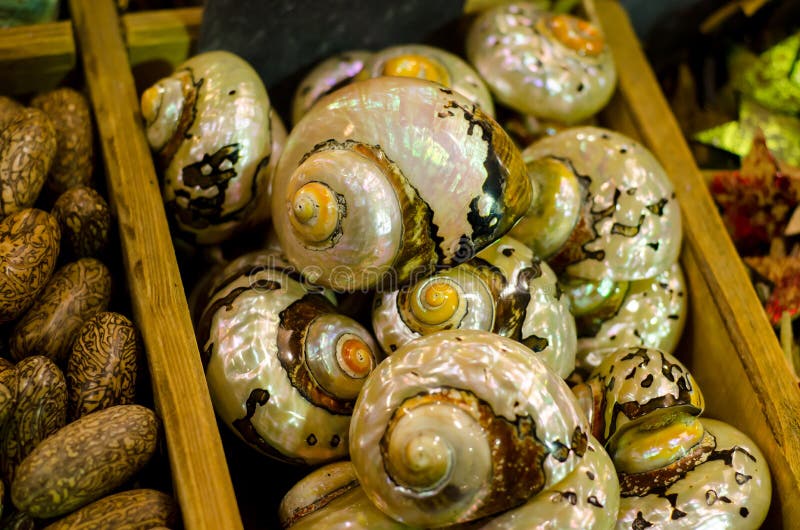 Sea shells for sale stock photo. Image of mollusk, aquatic - 142374044