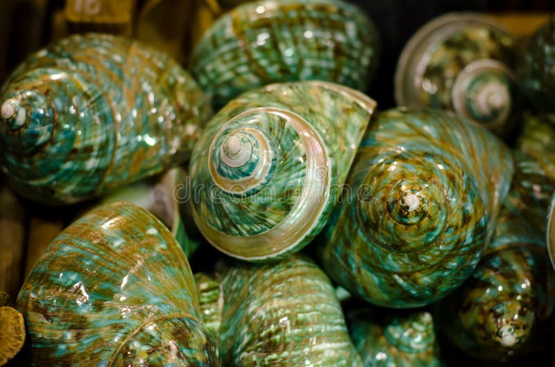 Sea shells for sale stock image. Image of natural, decorative - 142374051