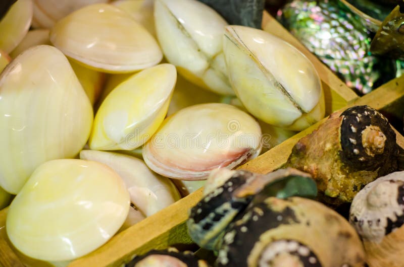 Sea shells for sale stock image. Image of natural, decorative - 142374051