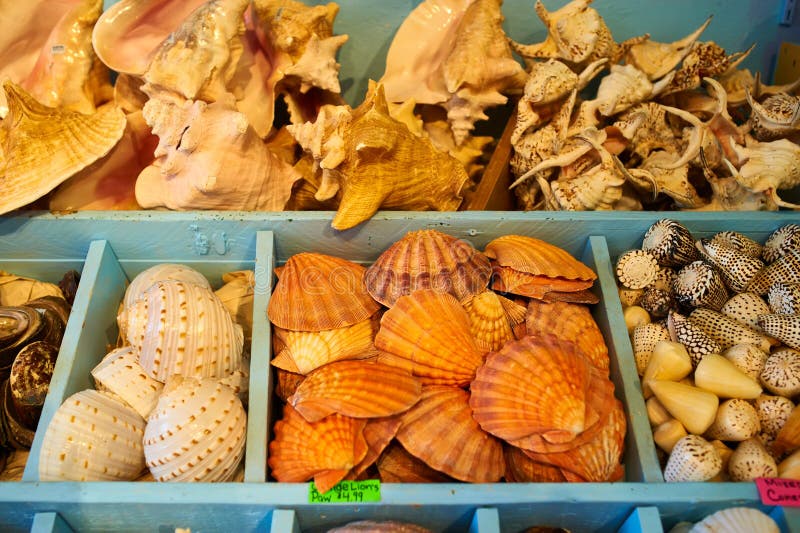 Sea Shells for Sale in a Souvenir Shop Stock Image - Image of showcase ...