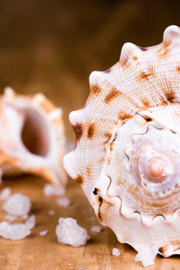 Sea shells and salt stock photo. Image of luxury, health - 15994504