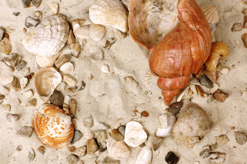 Sea Shells on sand stock photo. Image of ecology, marine - 13366704