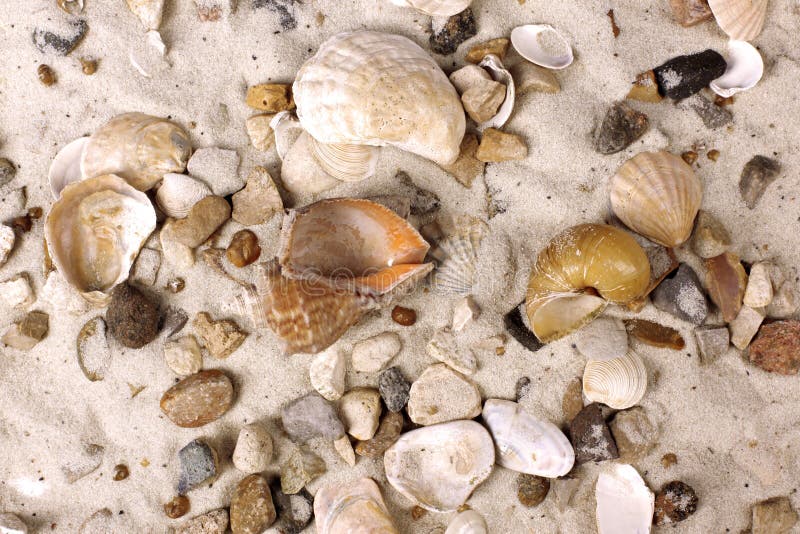 Sea Shells in sand stock photo. Image of ocean, life - 13403362