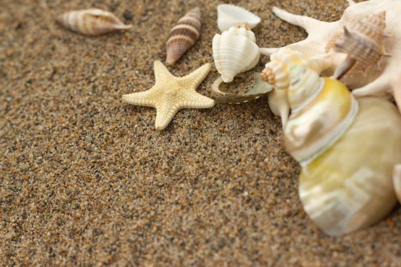 Sea Shells on Sand at the Beach Stock Photo - Image of seashore, space ...