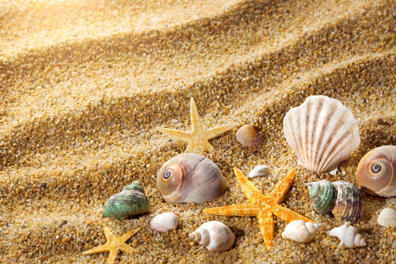 Sea Shells on Sand at the Beach Stock Photo - Image of seashore, space ...