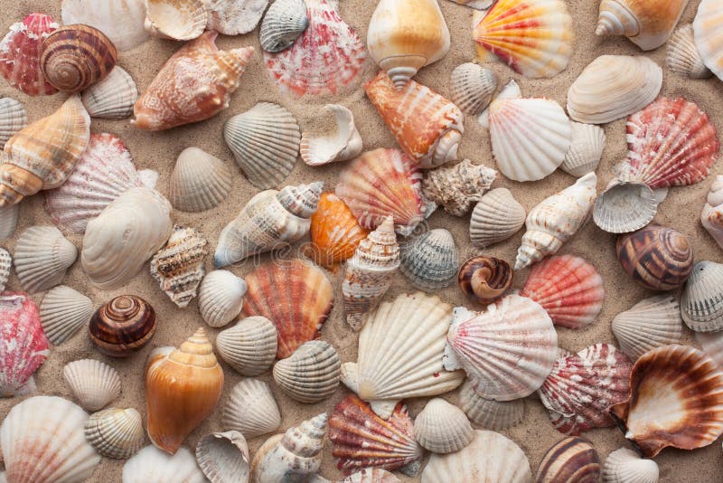 Sea shells on sand stock photo. Image of pattern, marine - 26795812