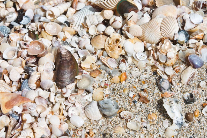 Sea shells with sand stock image. Image of environment - 29399553