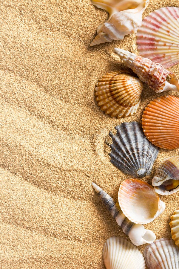 Sea shells on sand stock image. Image of seashore, border - 32293849